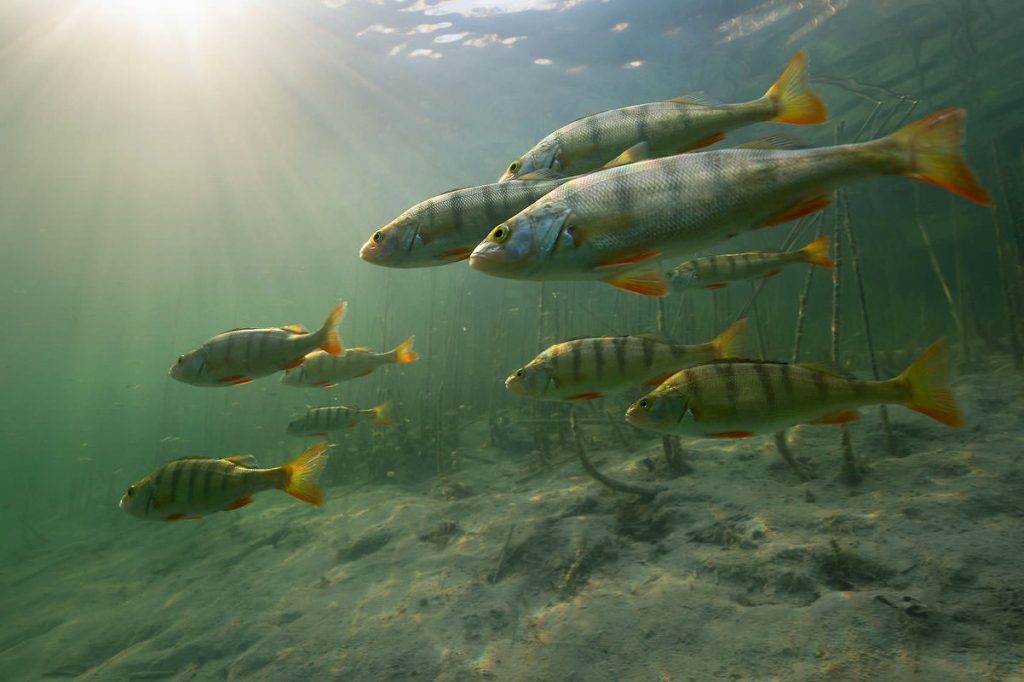 La perche est un poisson de nos eaux douces - Michel Loup photographe