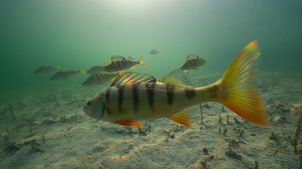 La perche est un poisson de nos eaux douces - Michel Loup photographe