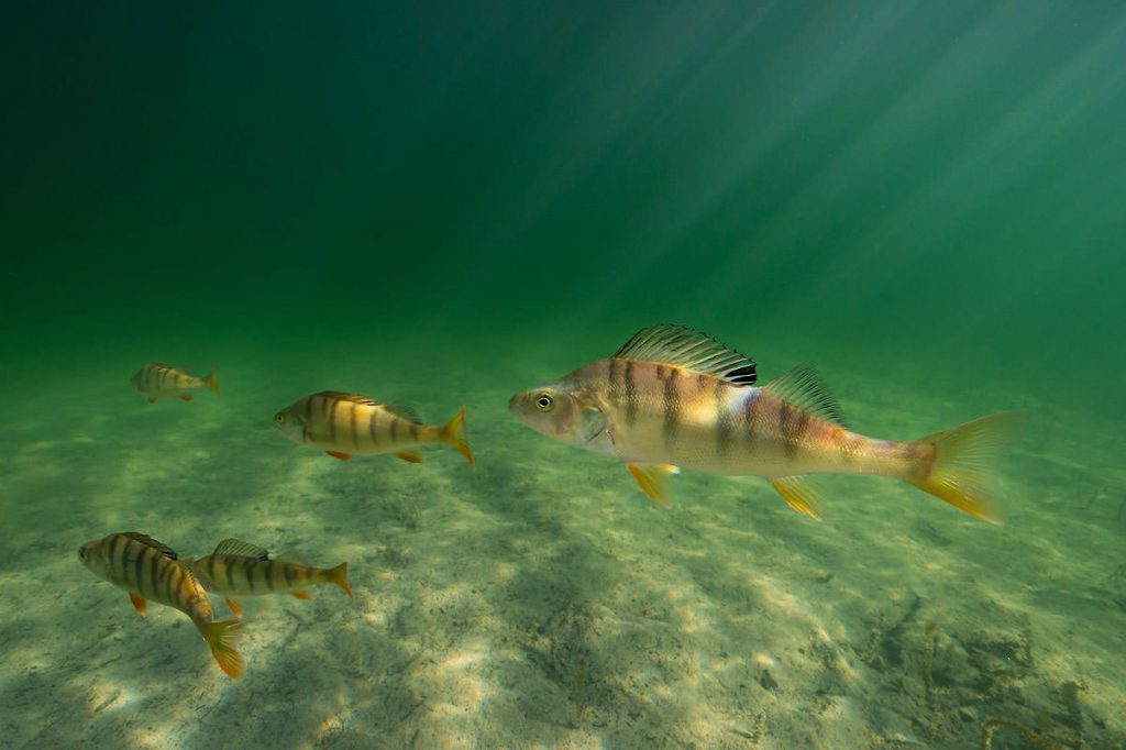 La perche est un poisson de nos eaux douces - Michel Loup photographe