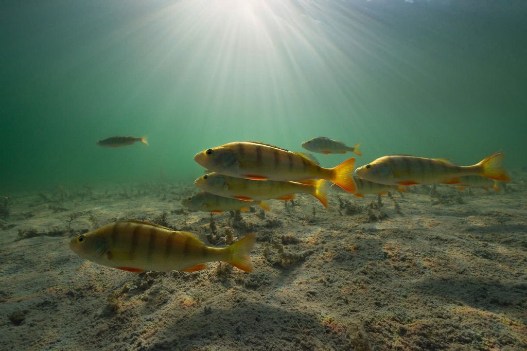 La perche est un poisson de nos eaux douces - Michel Loup photographe