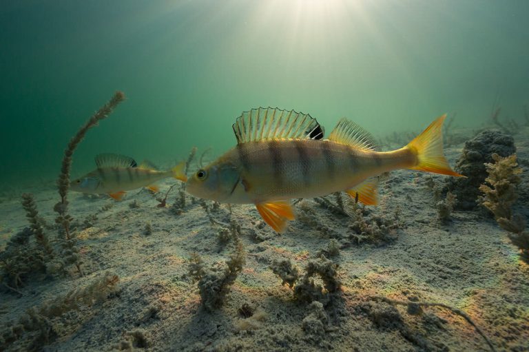 La perche est un poisson de nos eaux douces - Michel Loup photographe