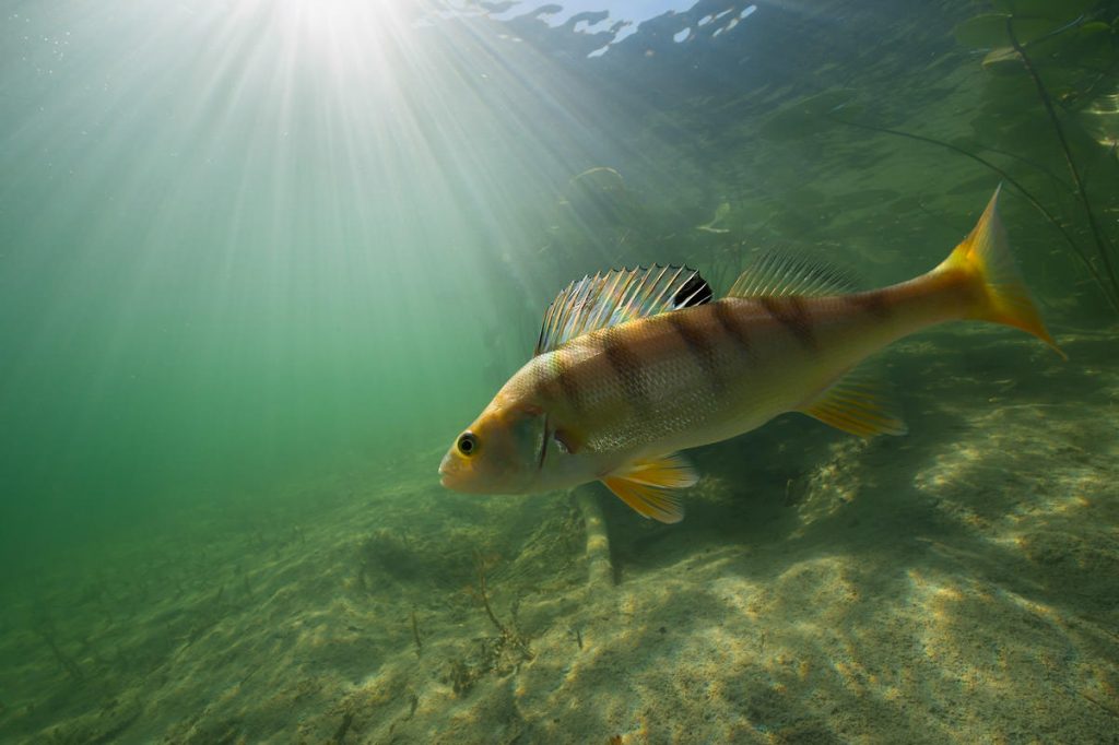 La perche est un poisson de nos eaux douces - Michel Loup photographe