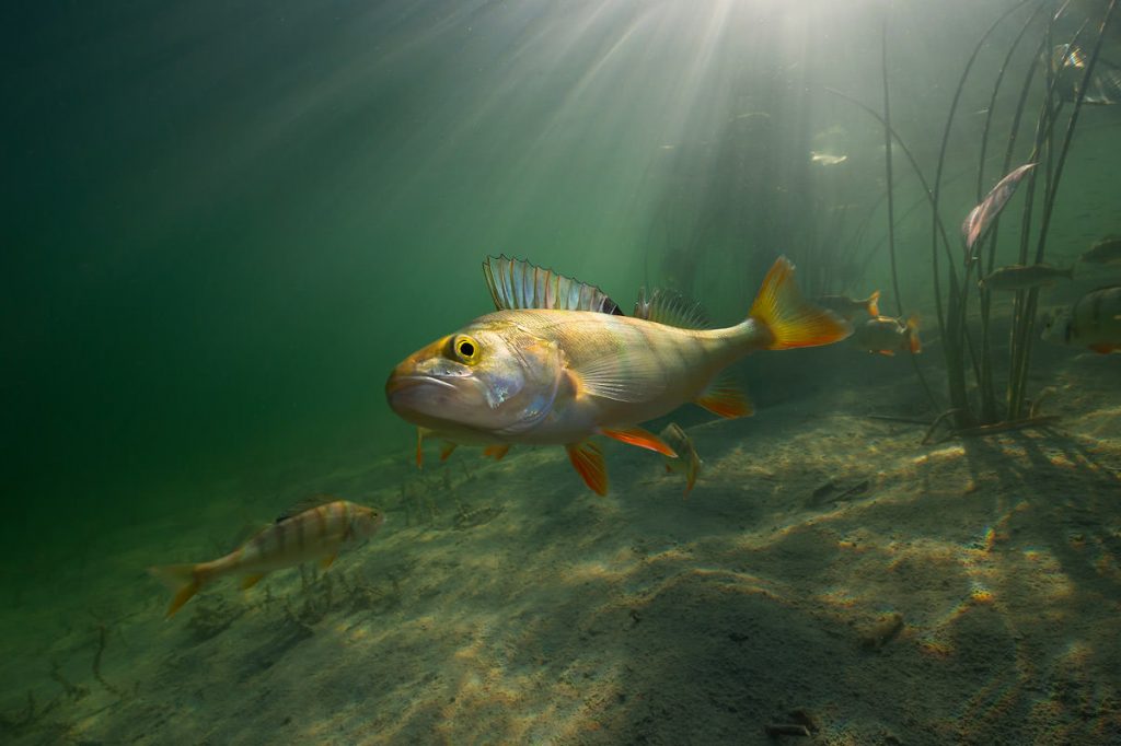 La perche est un poisson de nos eaux douces - Michel Loup photographe