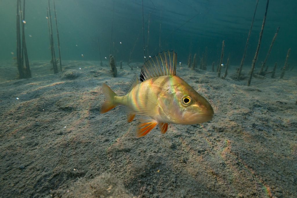 La perche est un poisson de nos eaux douces - Michel Loup photographe