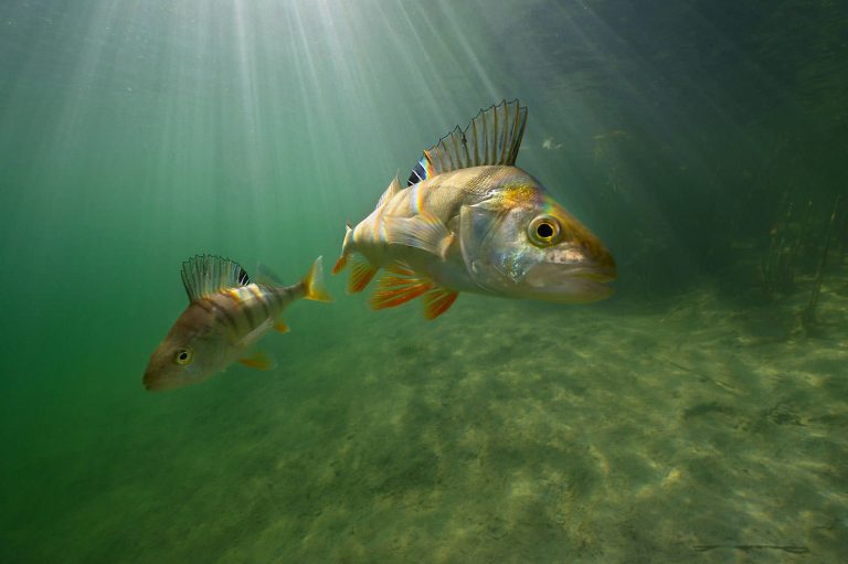 La perche est un poisson de nos eaux douces - Michel Loup photographe