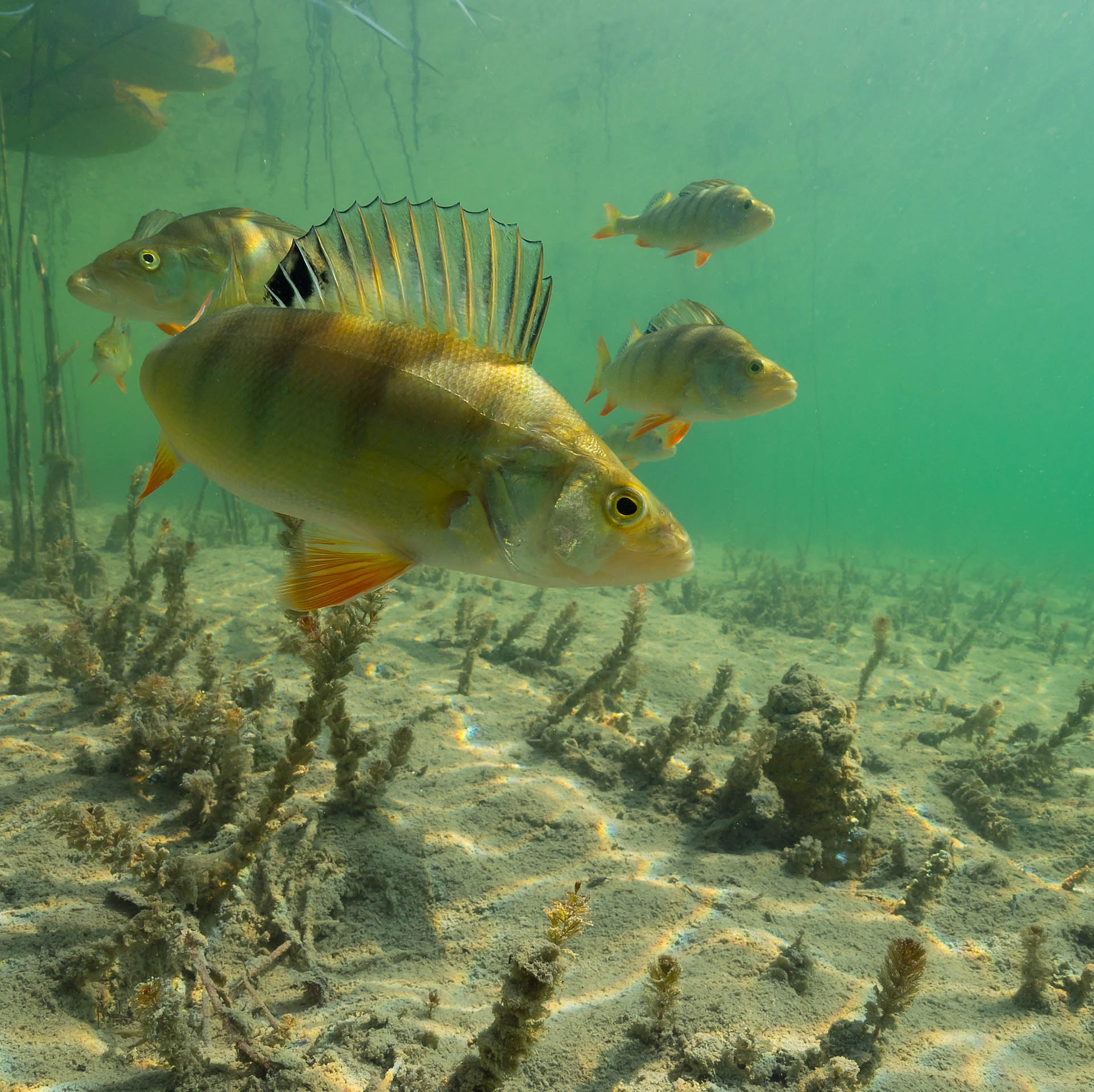 Histoire de poissons et de lac - Michel Loup photographe