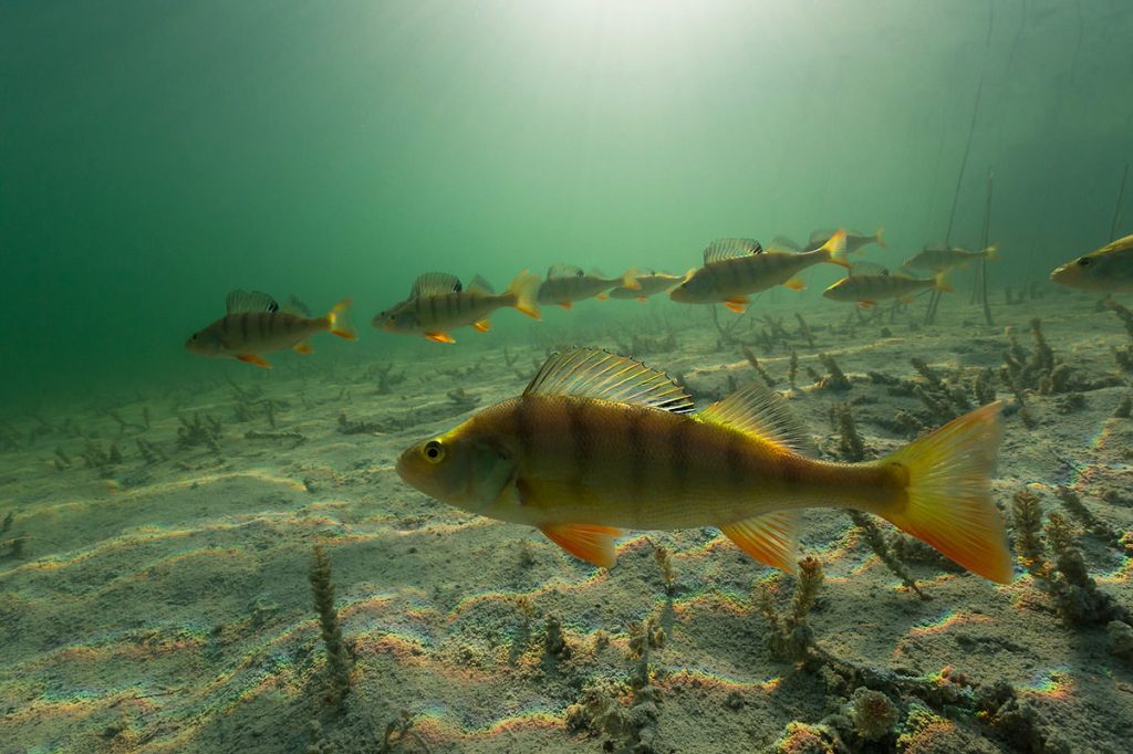 La perche est un poisson de nos eaux douces - Michel Loup photographe